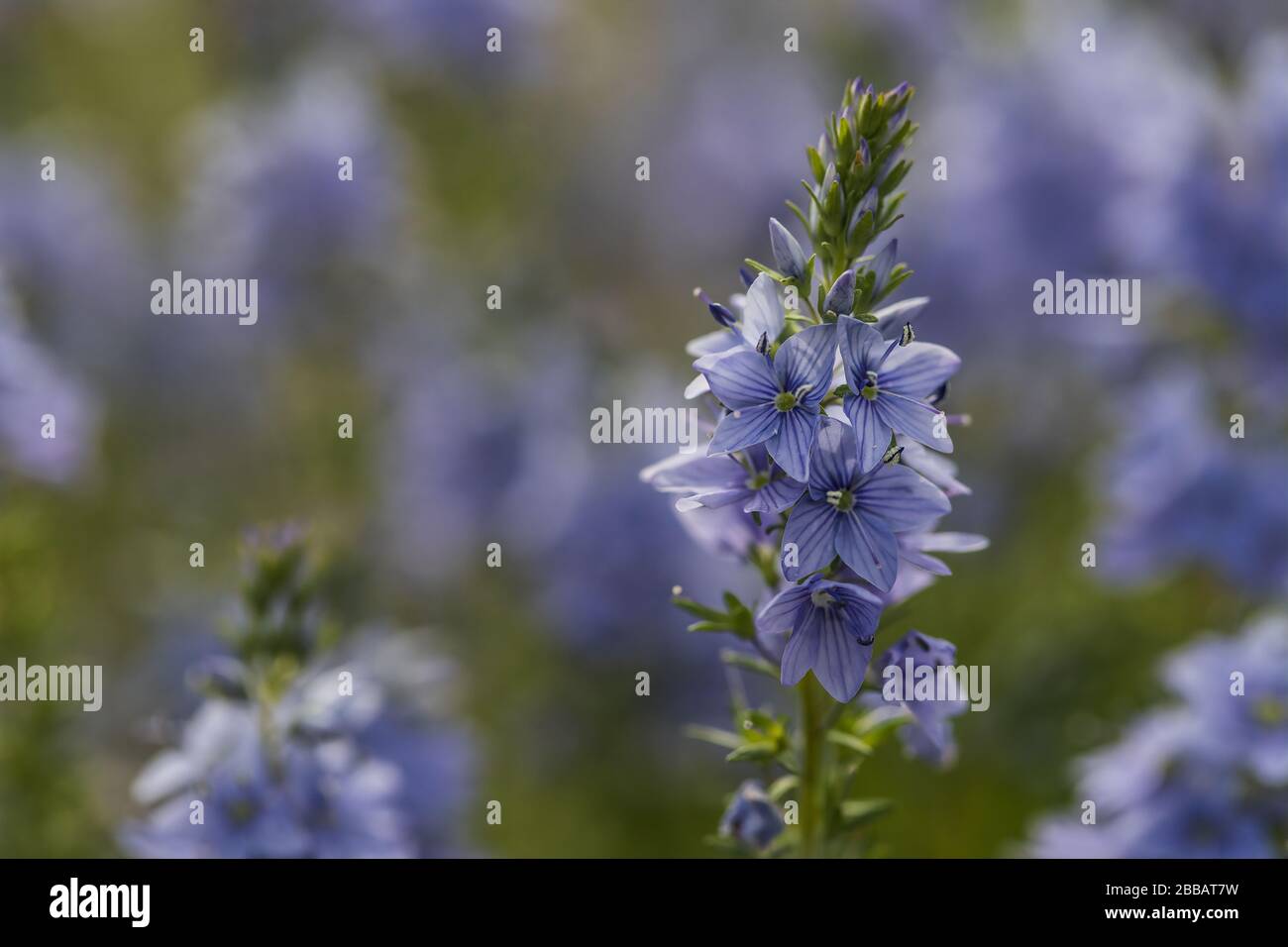 Veronica image hi-res stock photography and images - Alamy