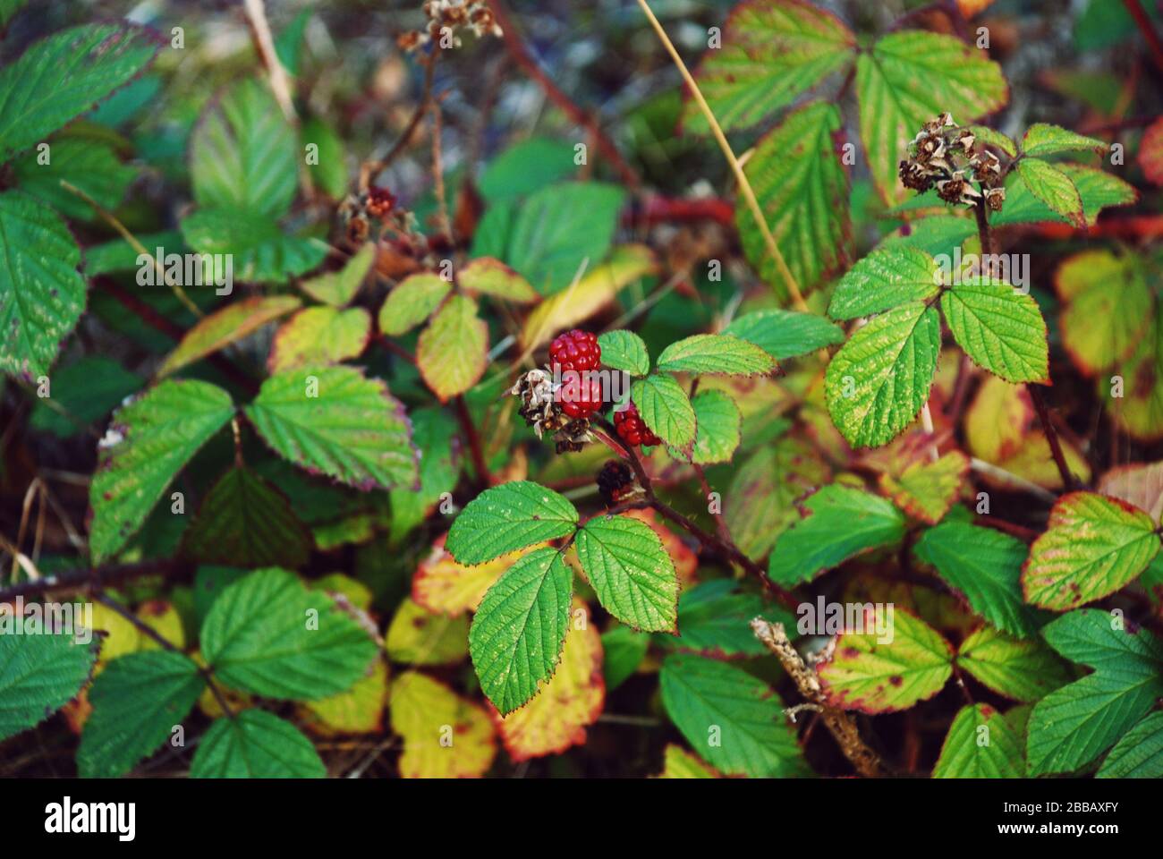 Green wild raspberry plant bush hi-res stock photography and images - Alamy