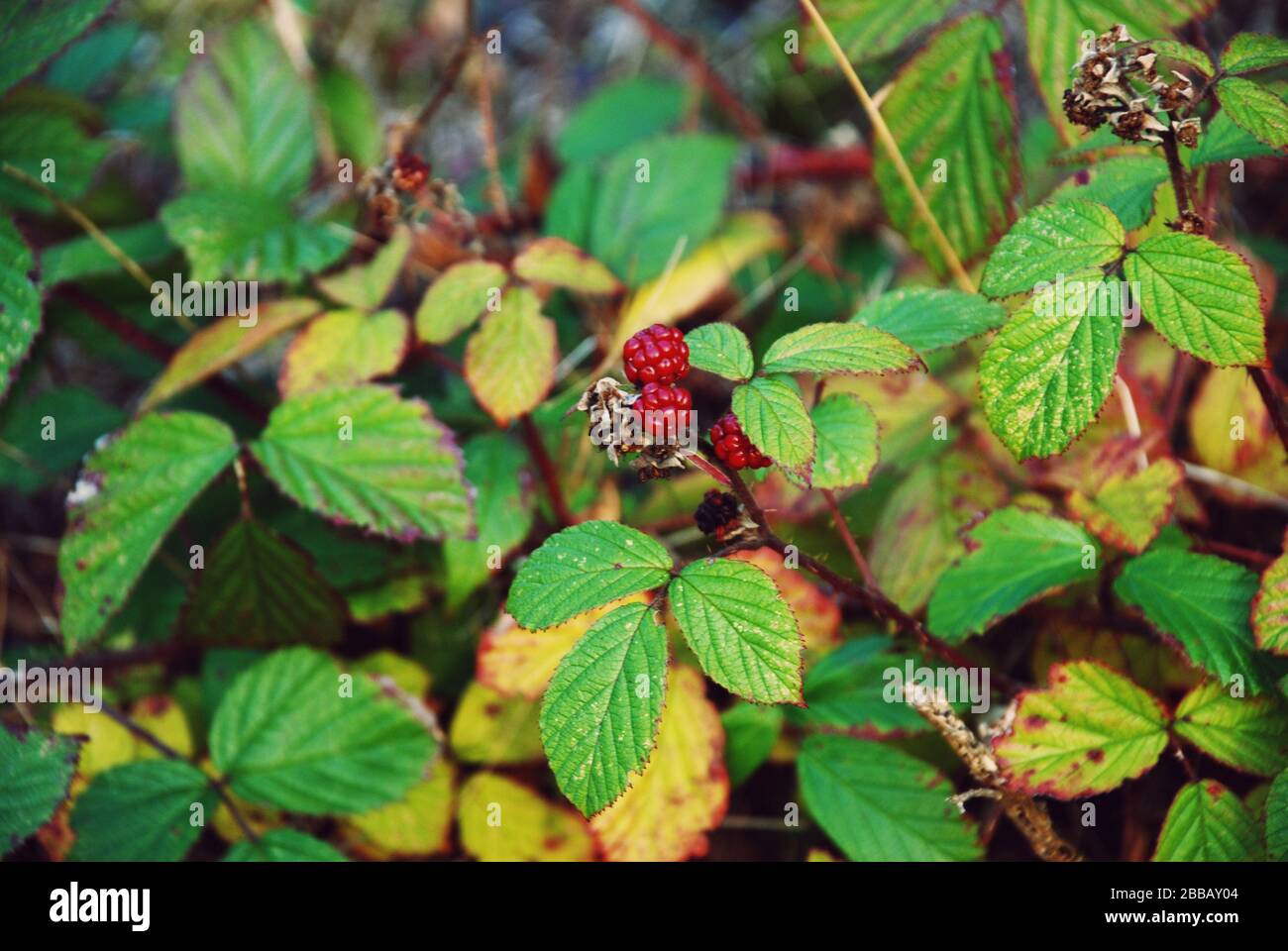 Green wild raspberry plant bush hi-res stock photography and images - Alamy