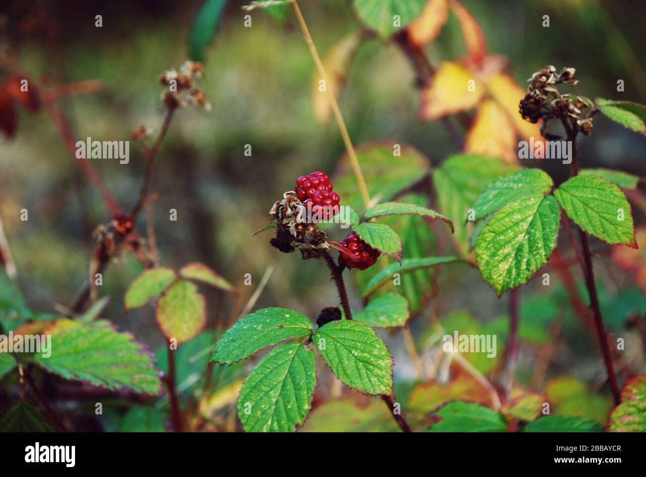 Green Wild Raspberry Plant Bush High Resolution Stock Photography and ...