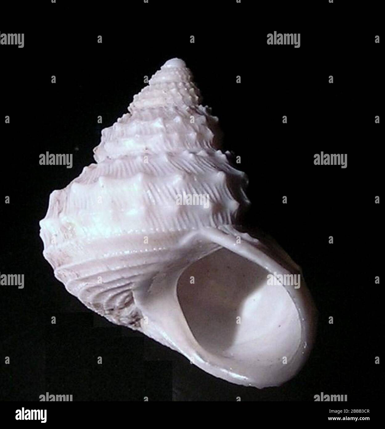 Trochidae hi-res stock photography and images - Alamy