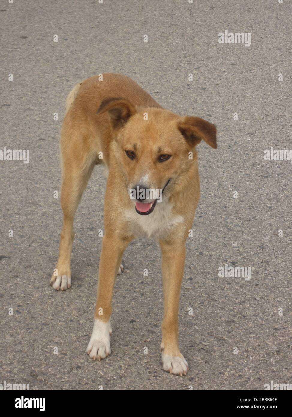 Free ranging dog hi-res stock photography and images - Alamy