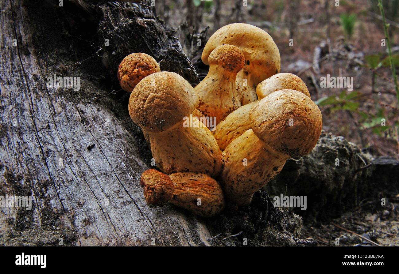 Fungal species hi-res stock photography and images - Alamy