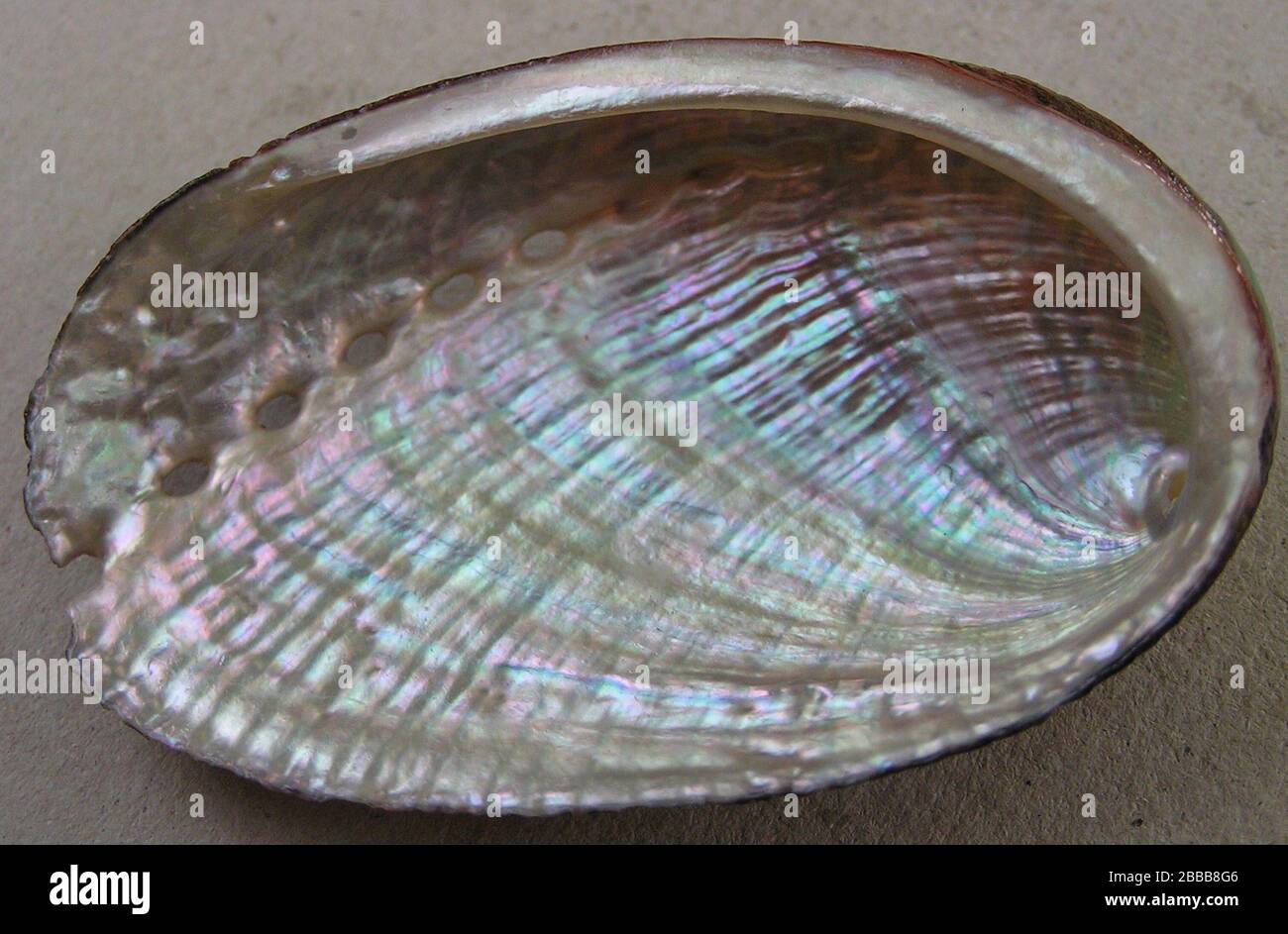 Family haliotidae hi-res stock photography and images - Alamy