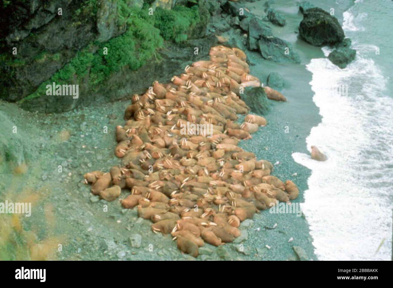 Walrus Pictures High Resolution Stock Photography and Images - Alamy