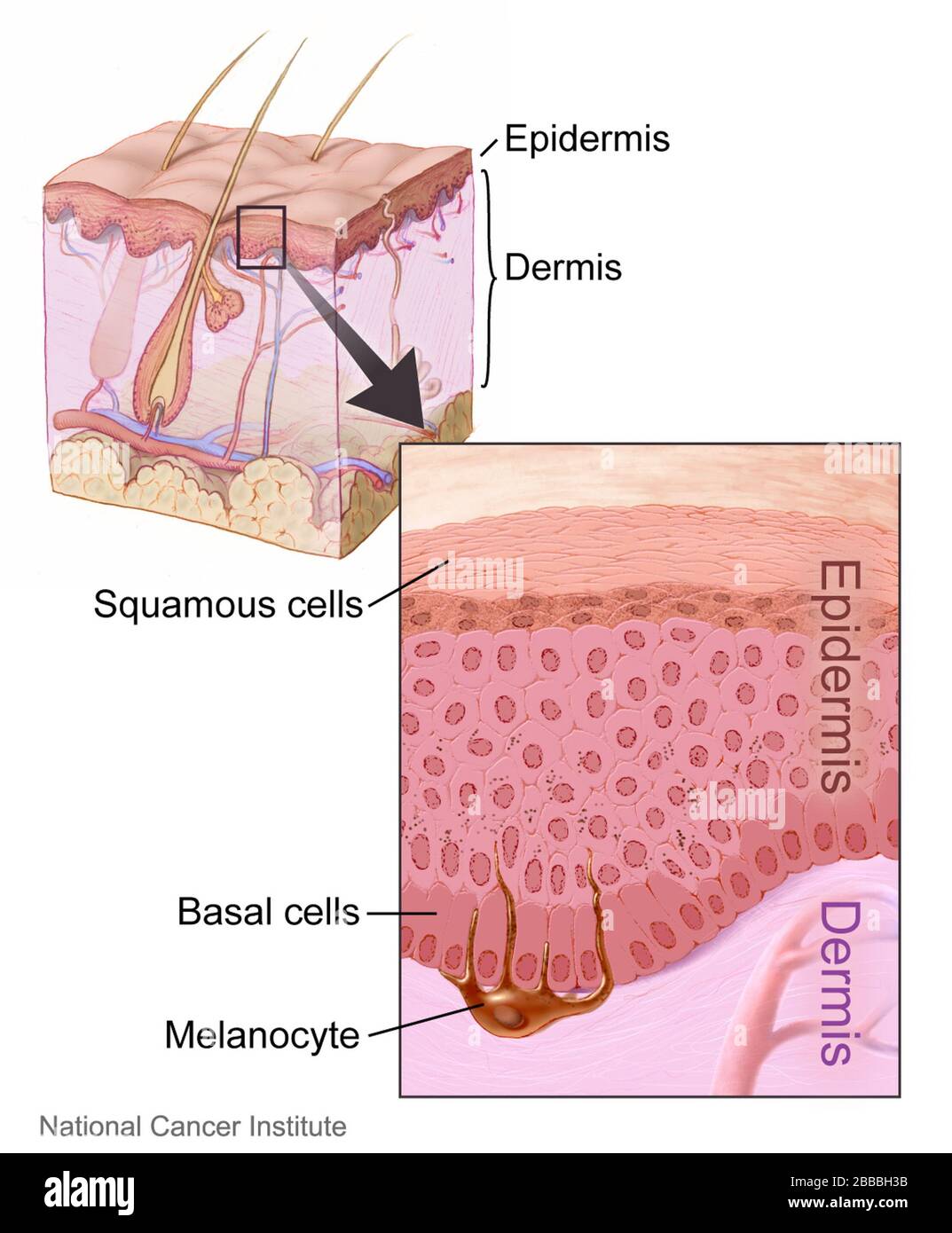 Basal layers hi-res stock photography and images - Alamy