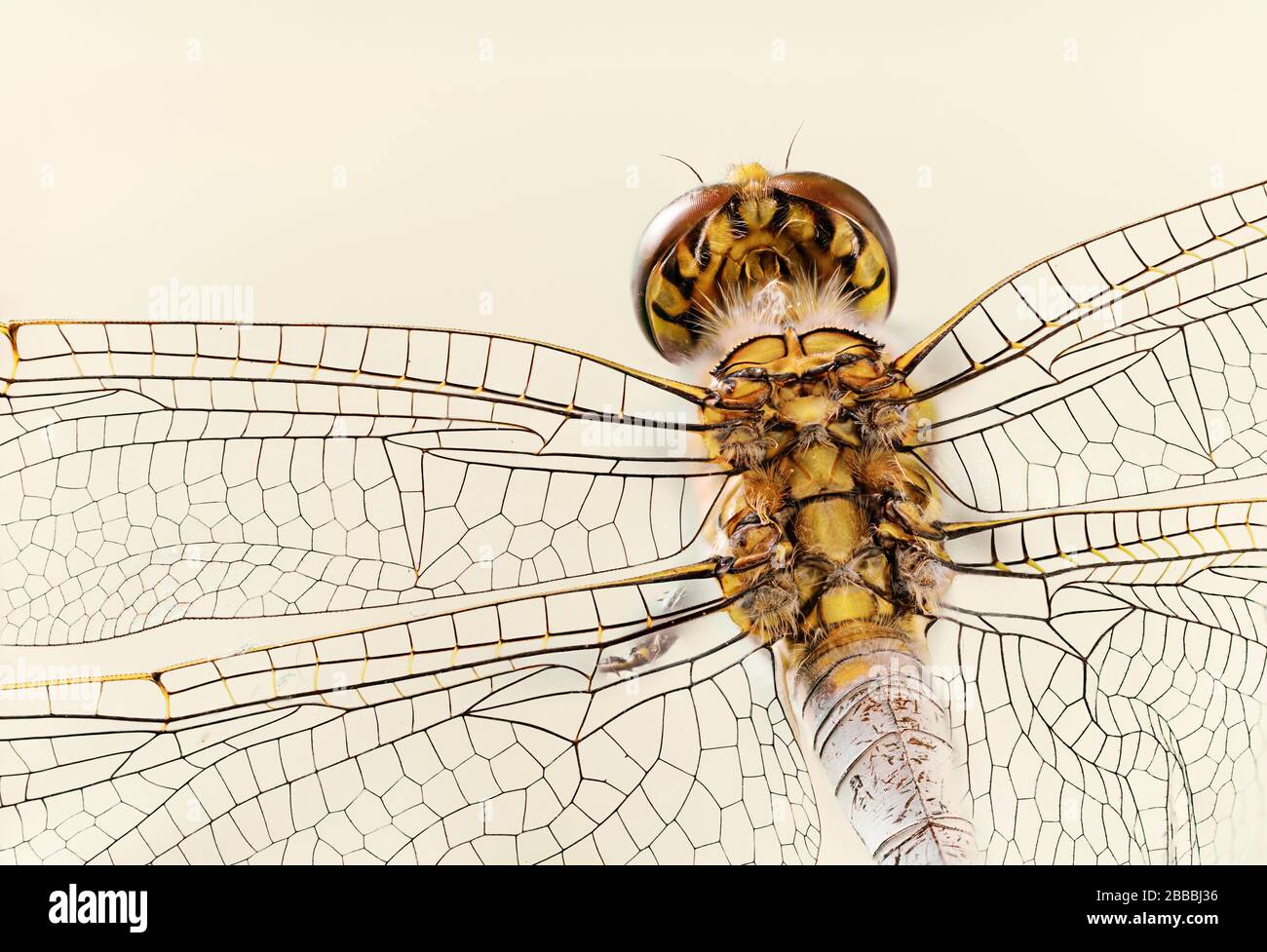 Wing structure of dragon fly hi-res stock photography and images - Alamy