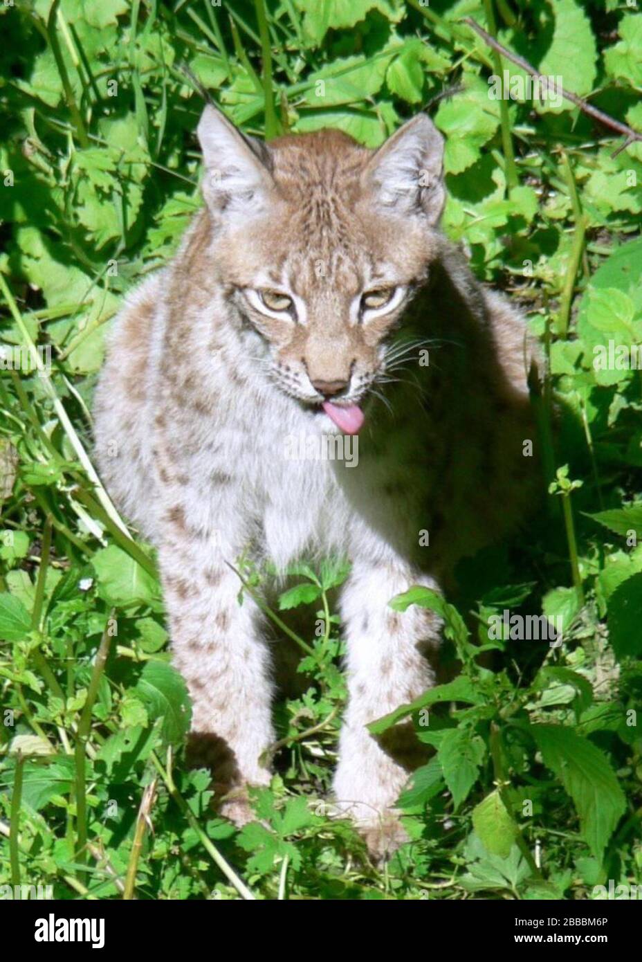 Lynx pictures hi-res stock photography and images - Alamy