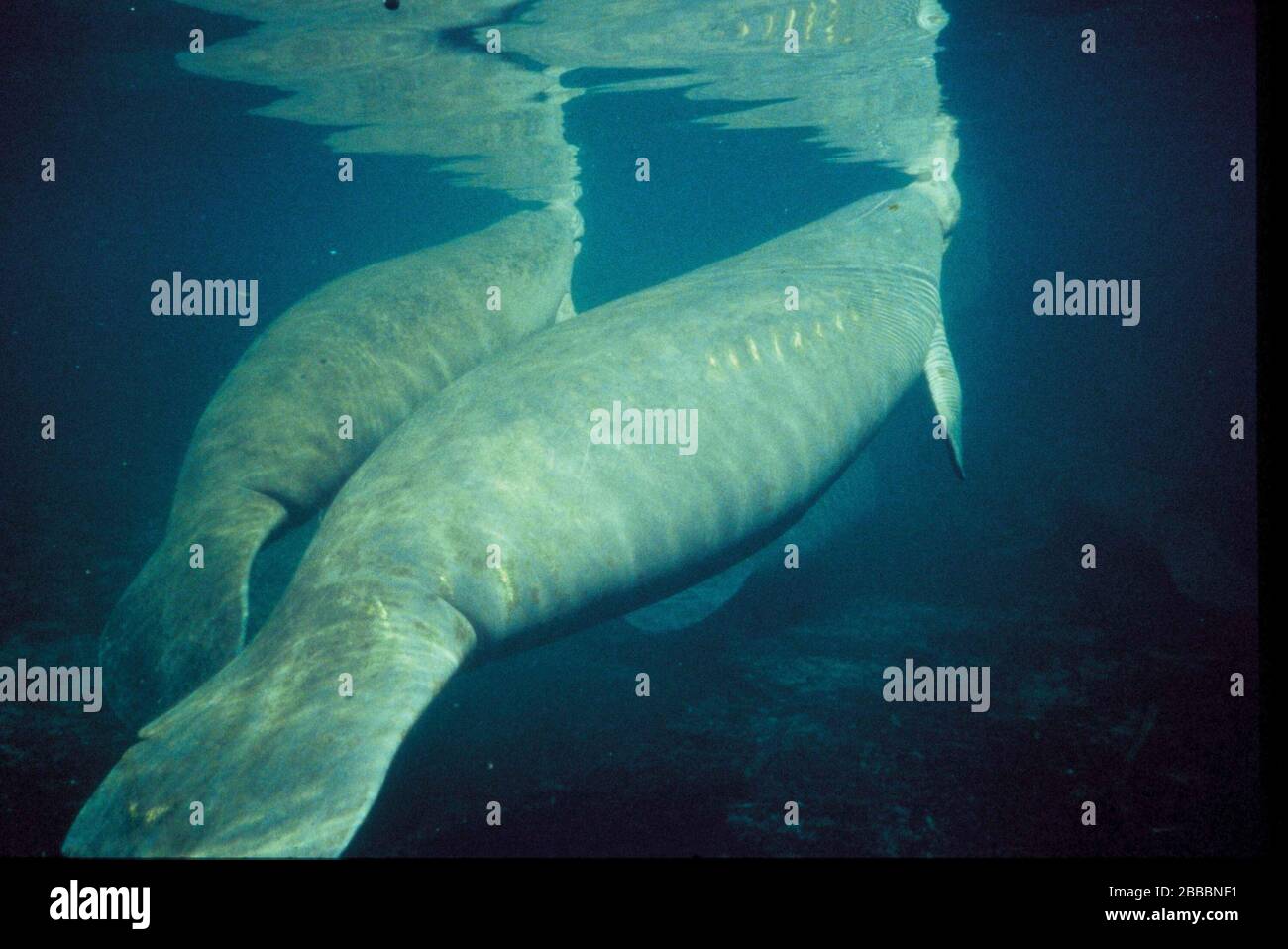 Manatees surfacing hi-res stock photography and images - Alamy