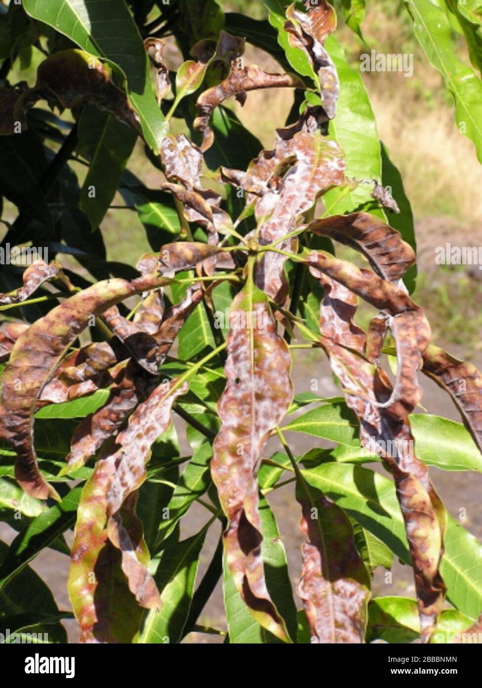 Oidium hi-res stock photography and images - Alamy