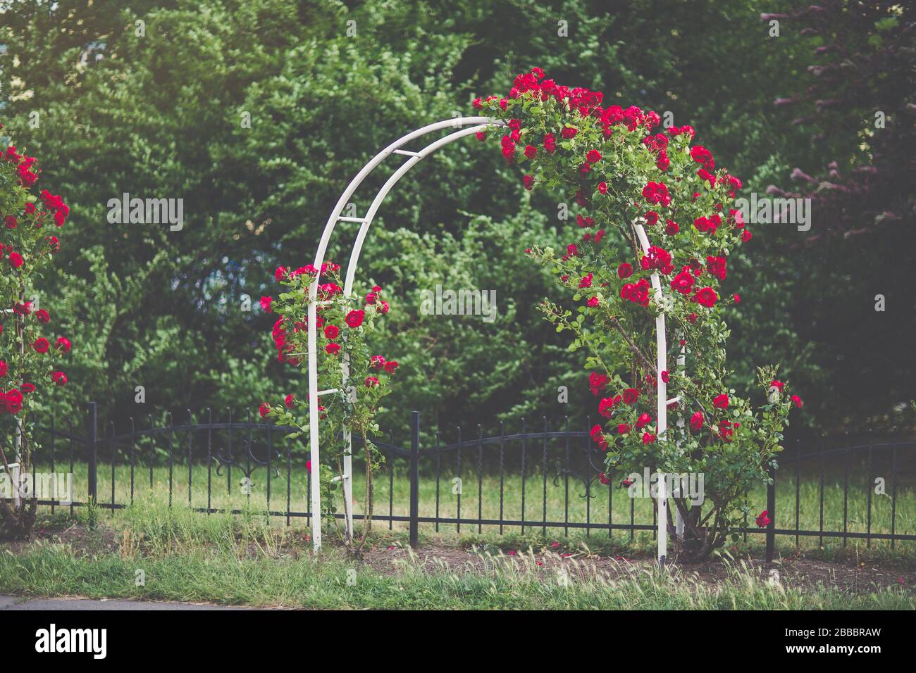 Flower arch with blooming red climbing roses. Garden design concept ...
