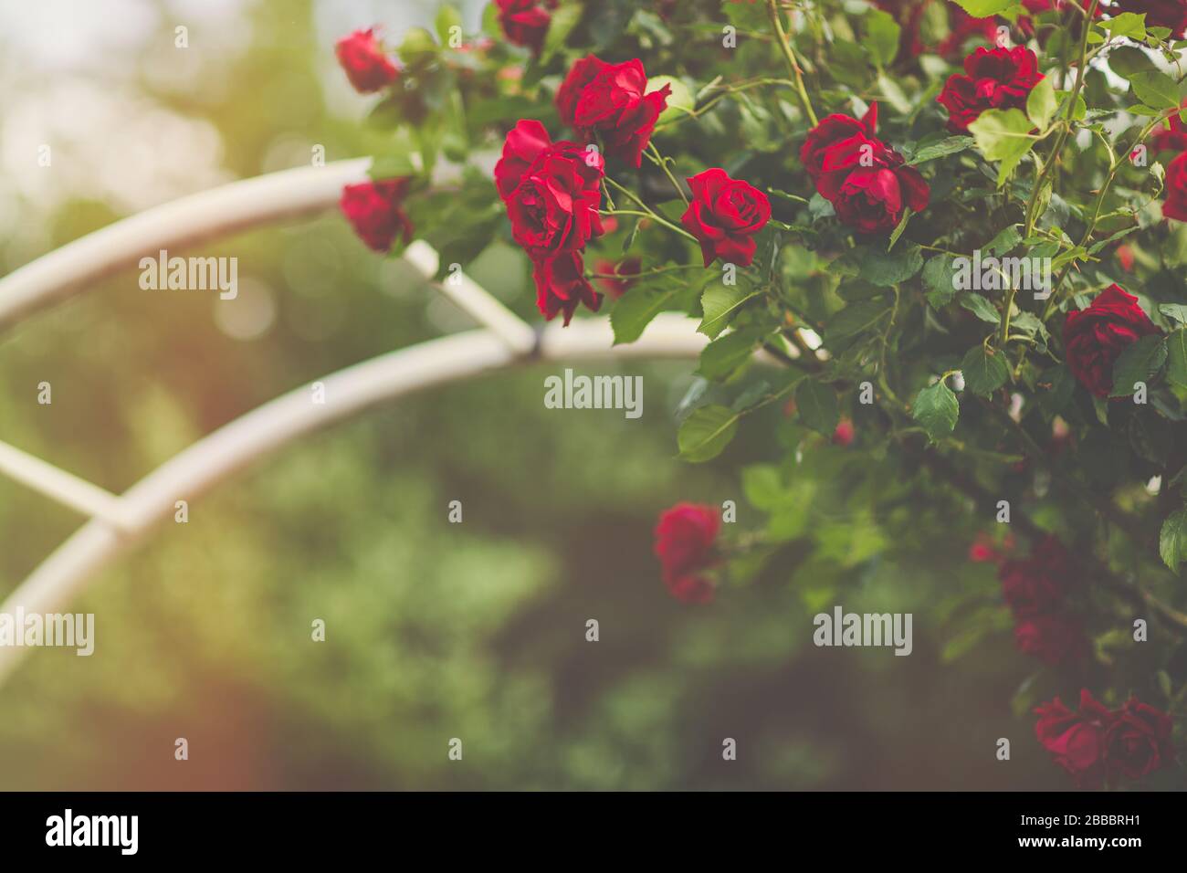 Red Climbing Roses High Resolution Stock Photography and Images - Alamy