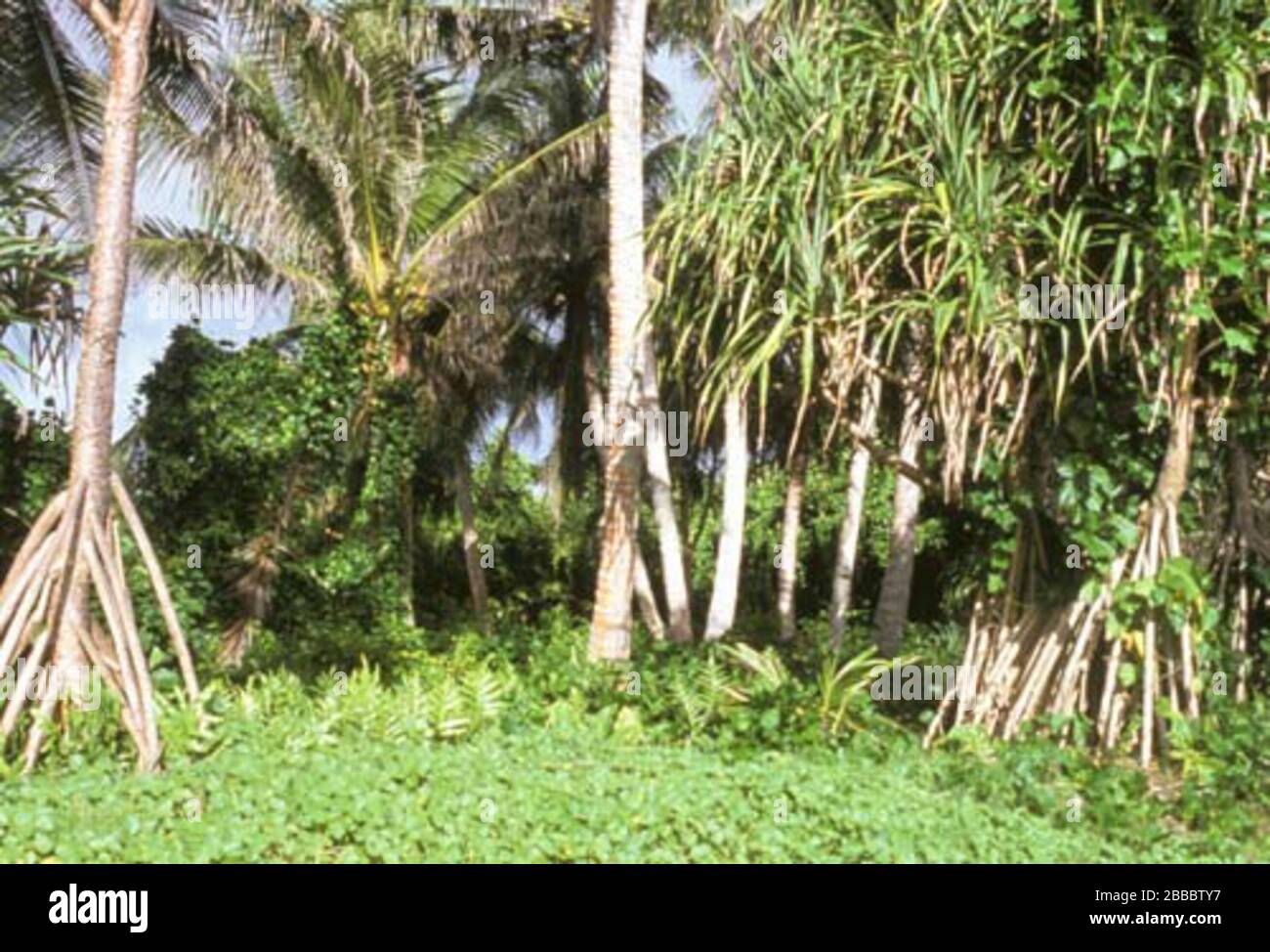 Merir hi-res stock photography and images - Alamy