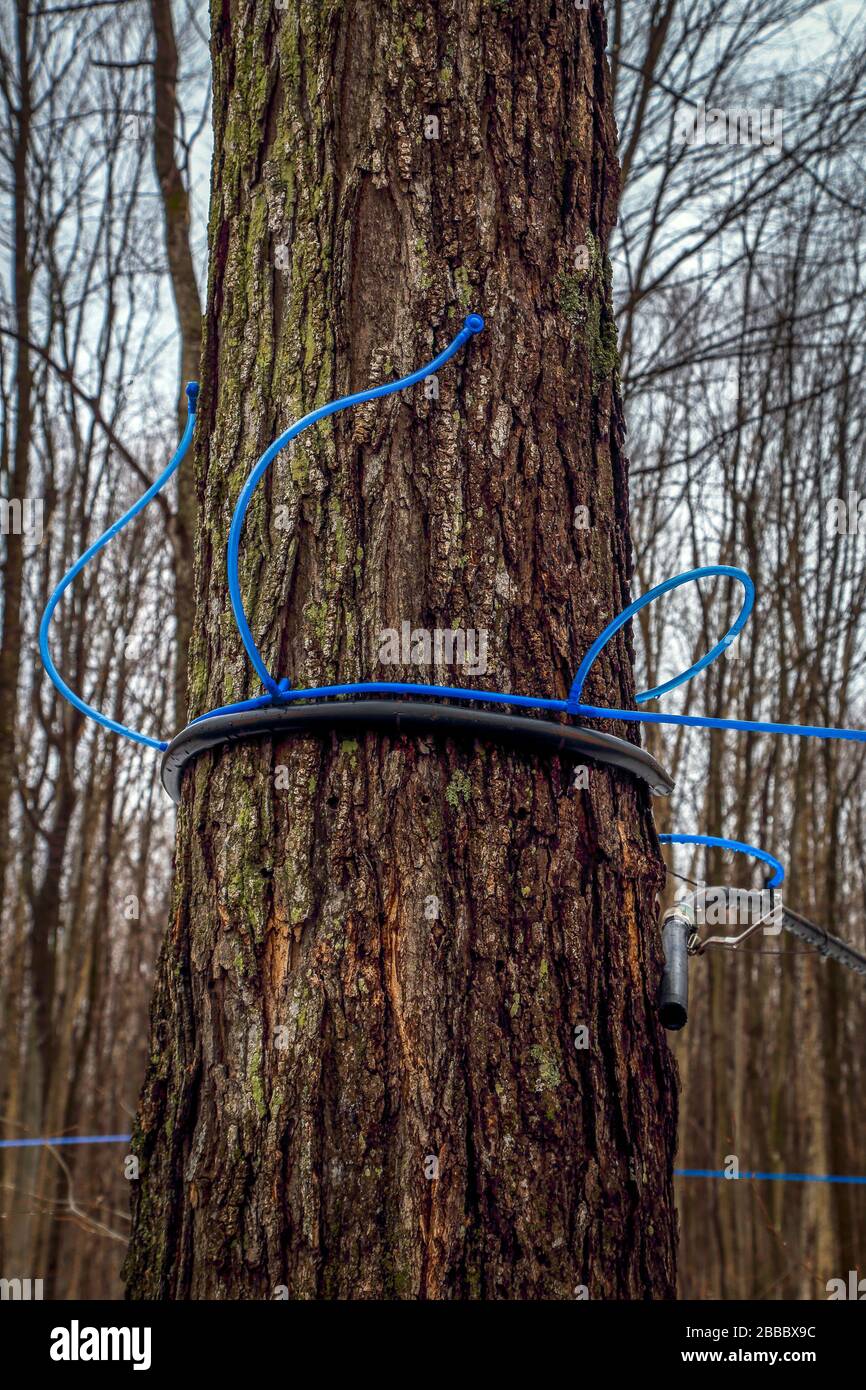 Collecting maple sap in spring. Plastic tubing attached to maple trees ...