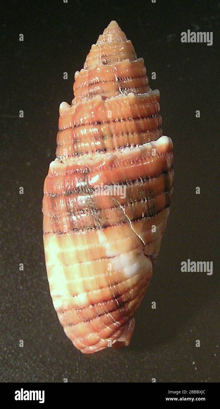 1811 17 hi-res stock photography and images - Alamy