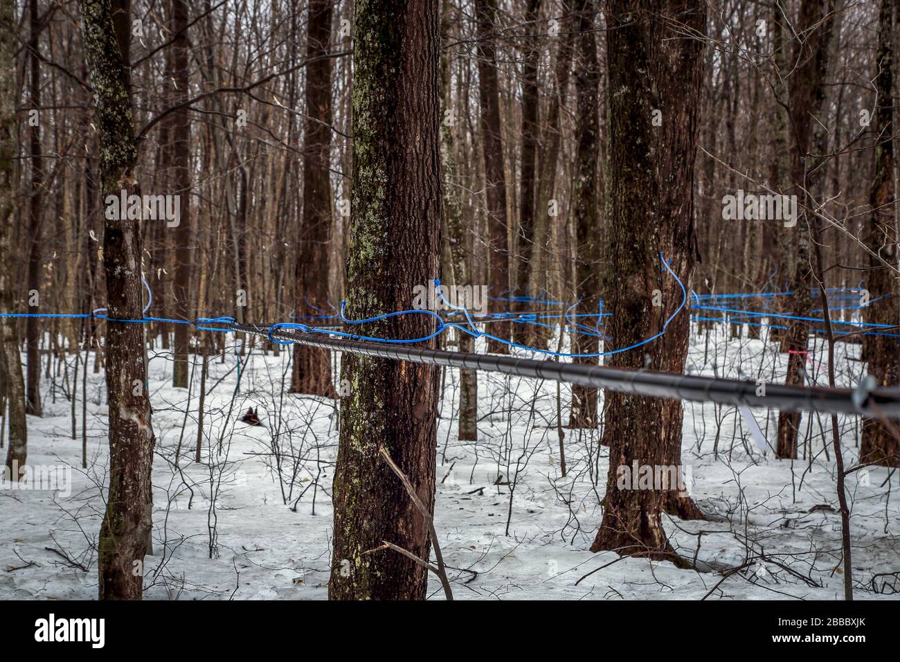 Maple tree syrup tubing hi-res stock photography and images - Alamy
