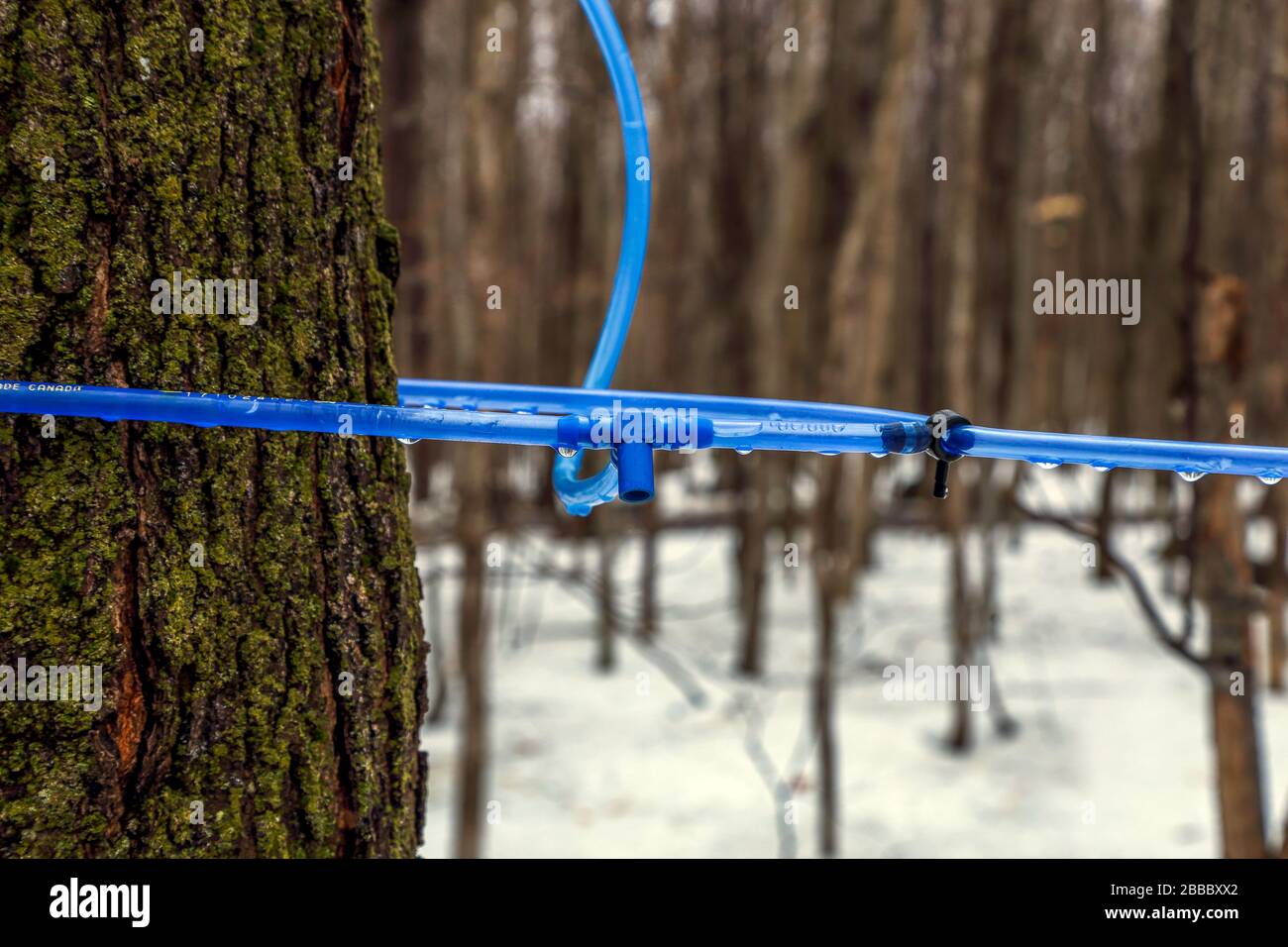 Collecting maple sap in spring. Modern maple syrup collection with blue ...