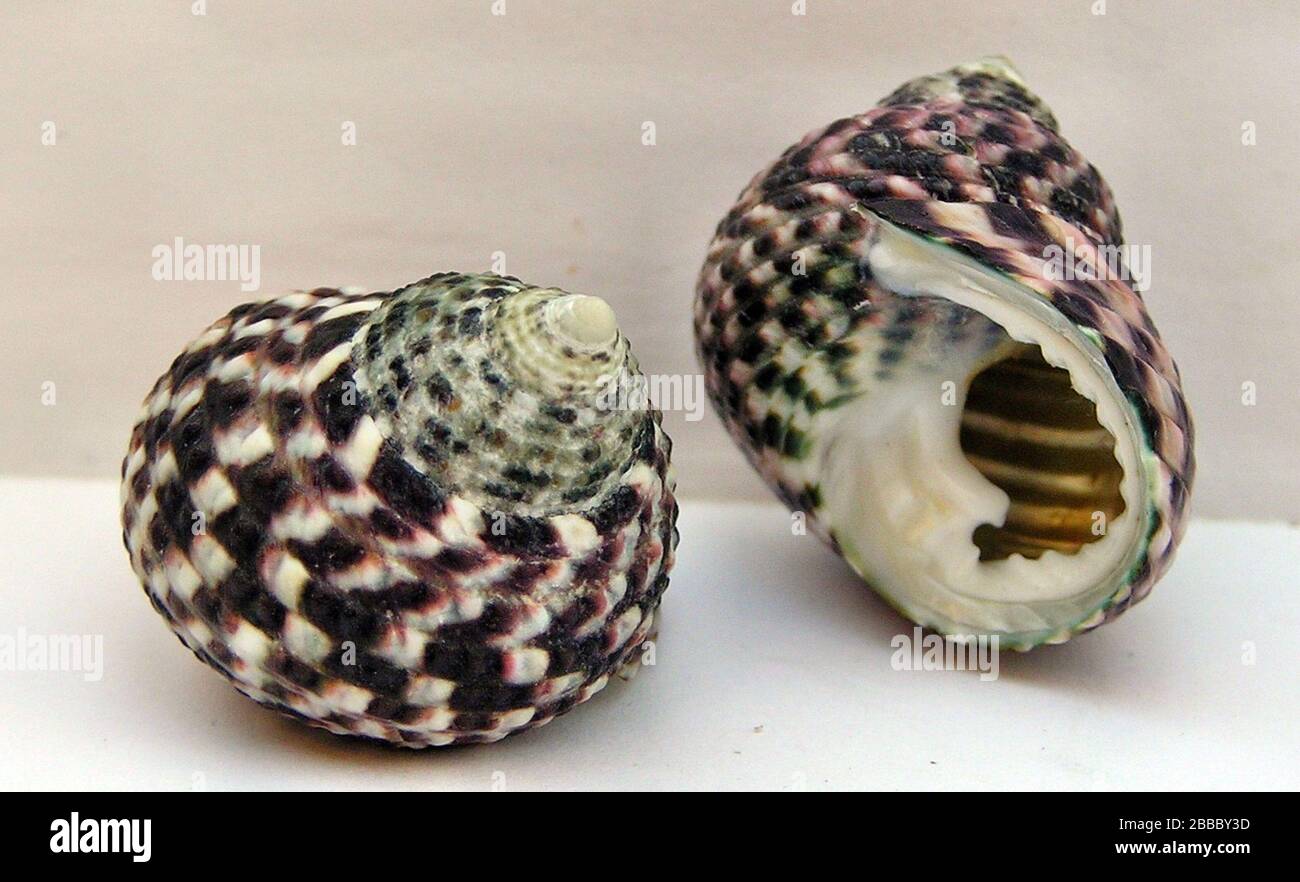 Monodonta labio hi-res stock photography and images - Alamy