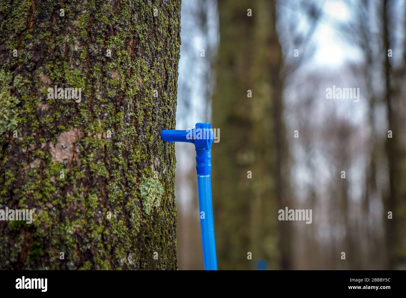 Modern sap collection hi-res stock photography and images - Alamy
