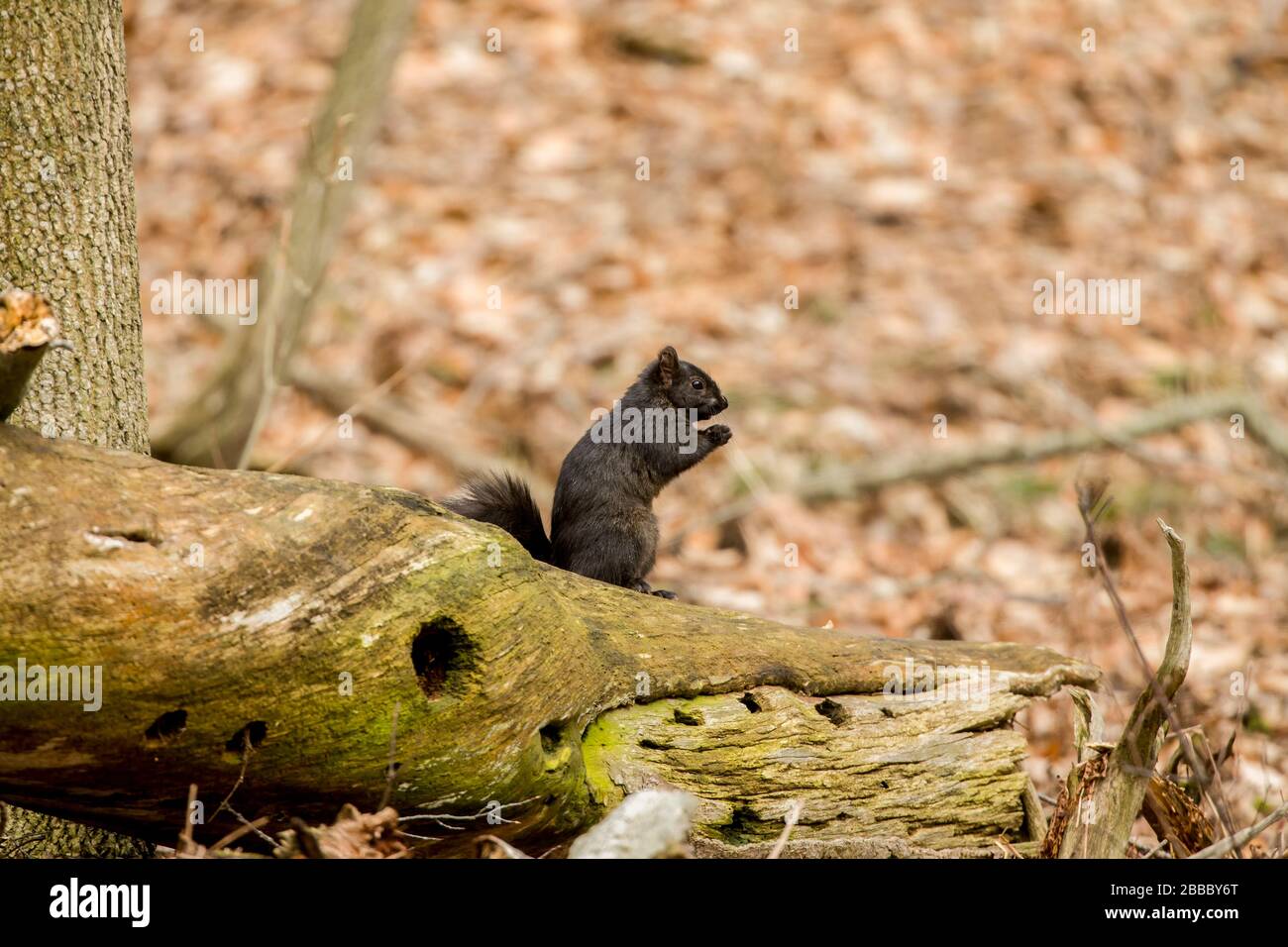 The black squirrel in Wisconsin state park. Rare mutation of both the ...