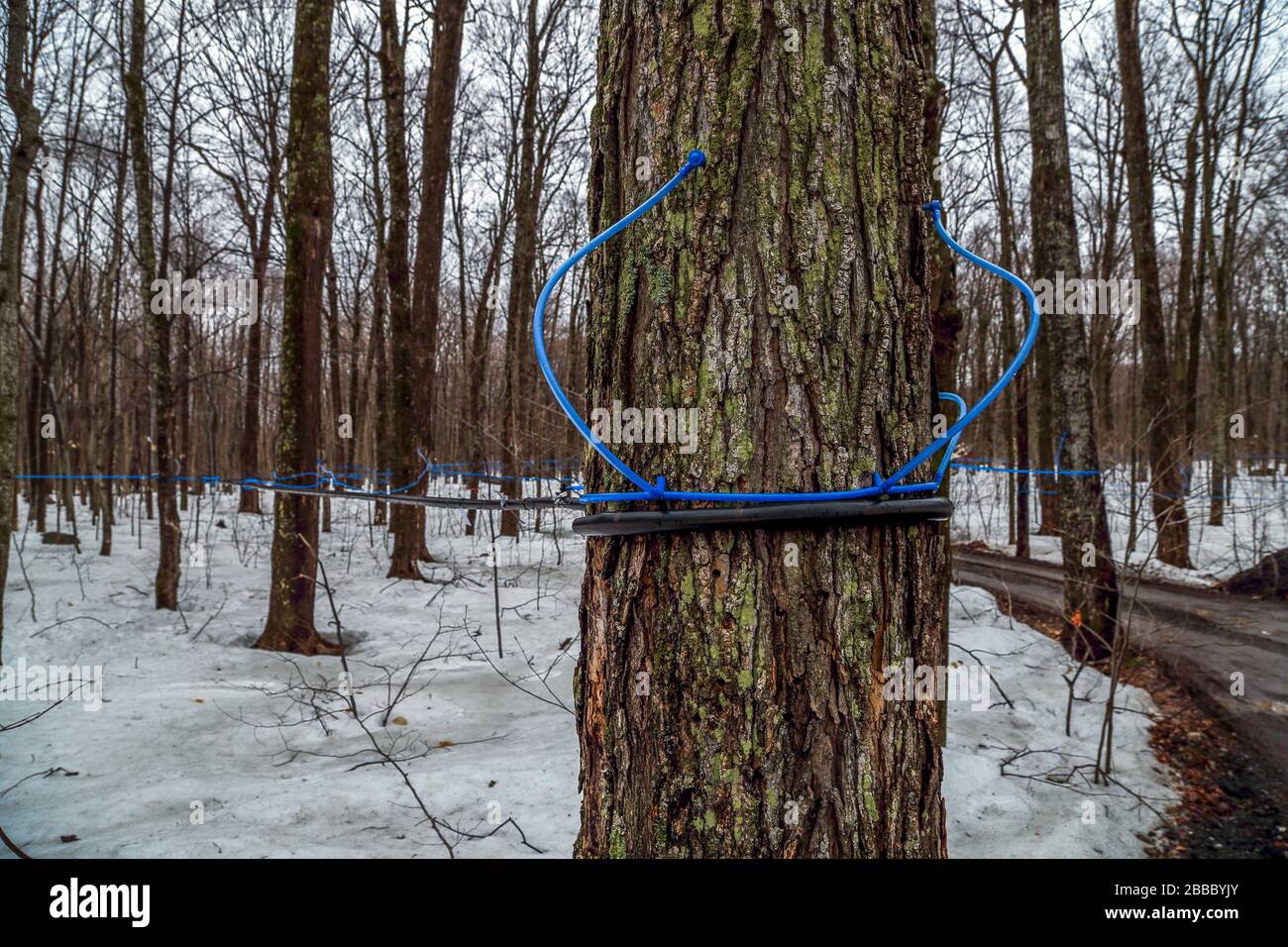 Maple Sugar Harvesting High Resolution Stock Photography and Images - Alamy