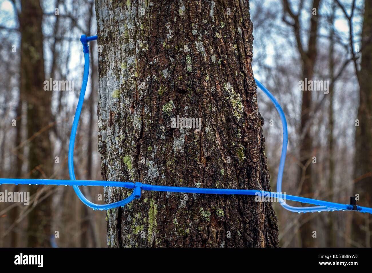 Collecting maple sap in spring. Plastic tubing attached to maple trees ...