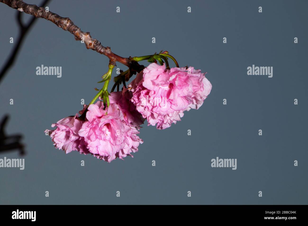 Cherry tree dramatic sky dusk blossom hi-res stock photography and ...