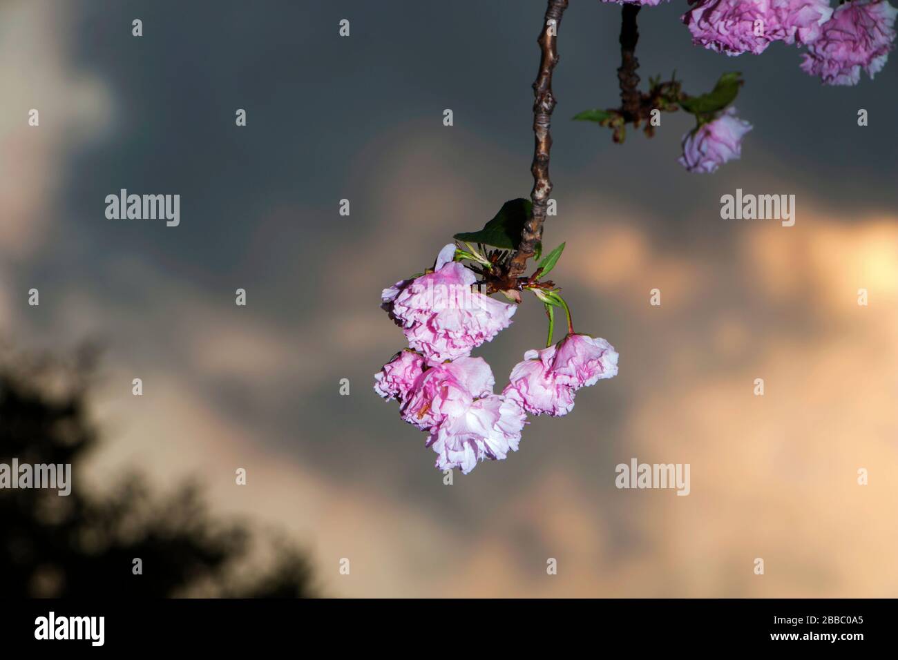 Cherry tree dramatic sky dusk blossom hi-res stock photography and ...