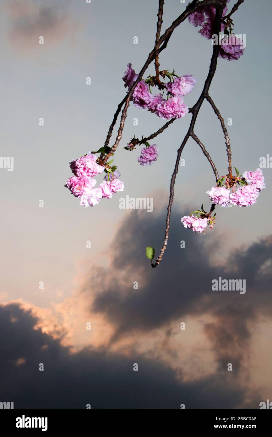 Cherry tree dramatic sky dusk blossom hi-res stock photography and ...