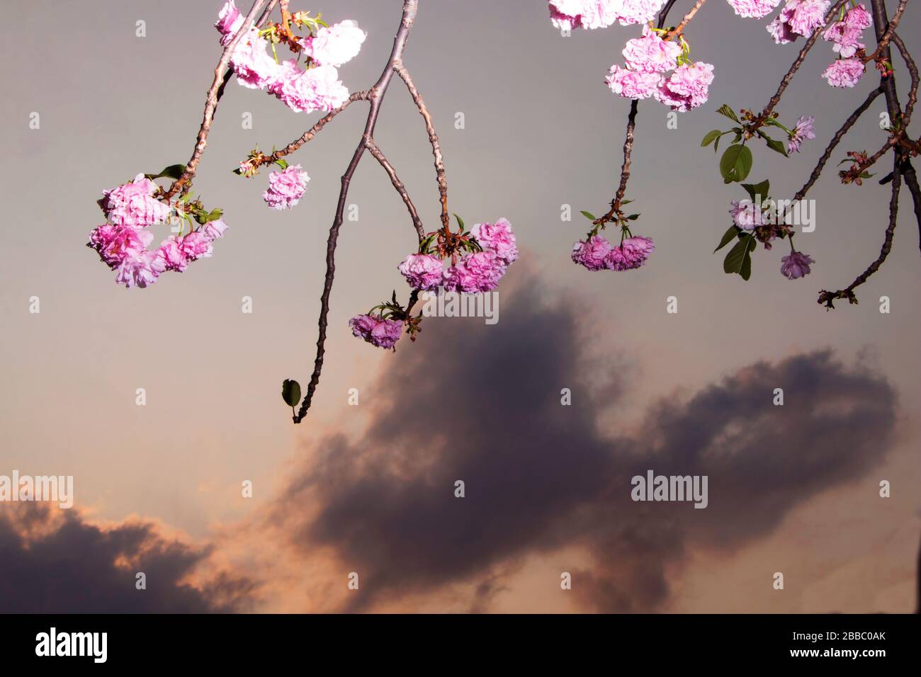 Cherry tree dramatic sky dusk blossom hi-res stock photography and ...