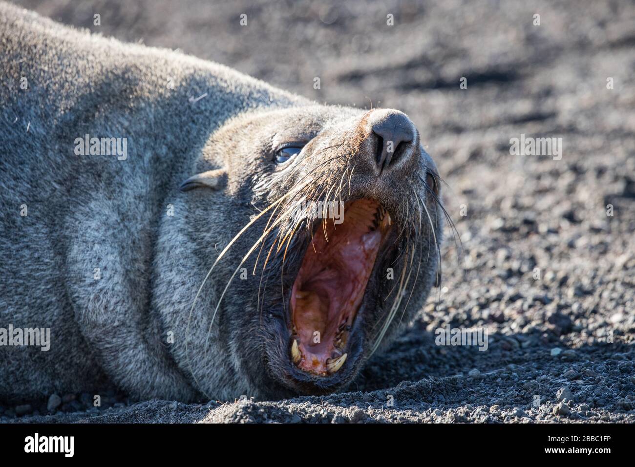 Seal with mouth open hi-res stock photography and images - Alamy