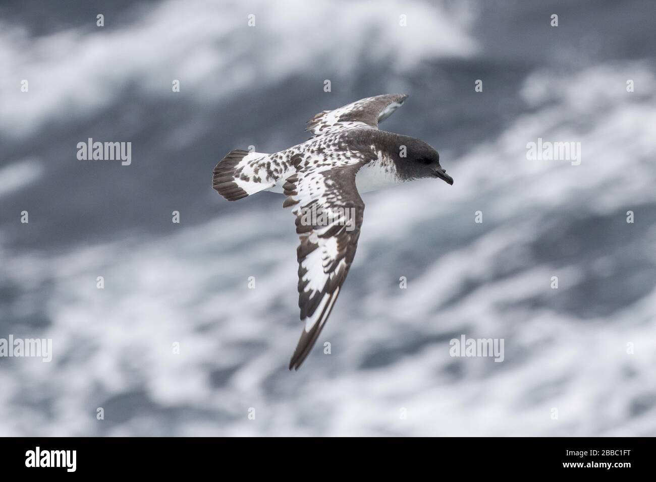 Cape Petrell in flight over ocean Stock Photo - Alamy