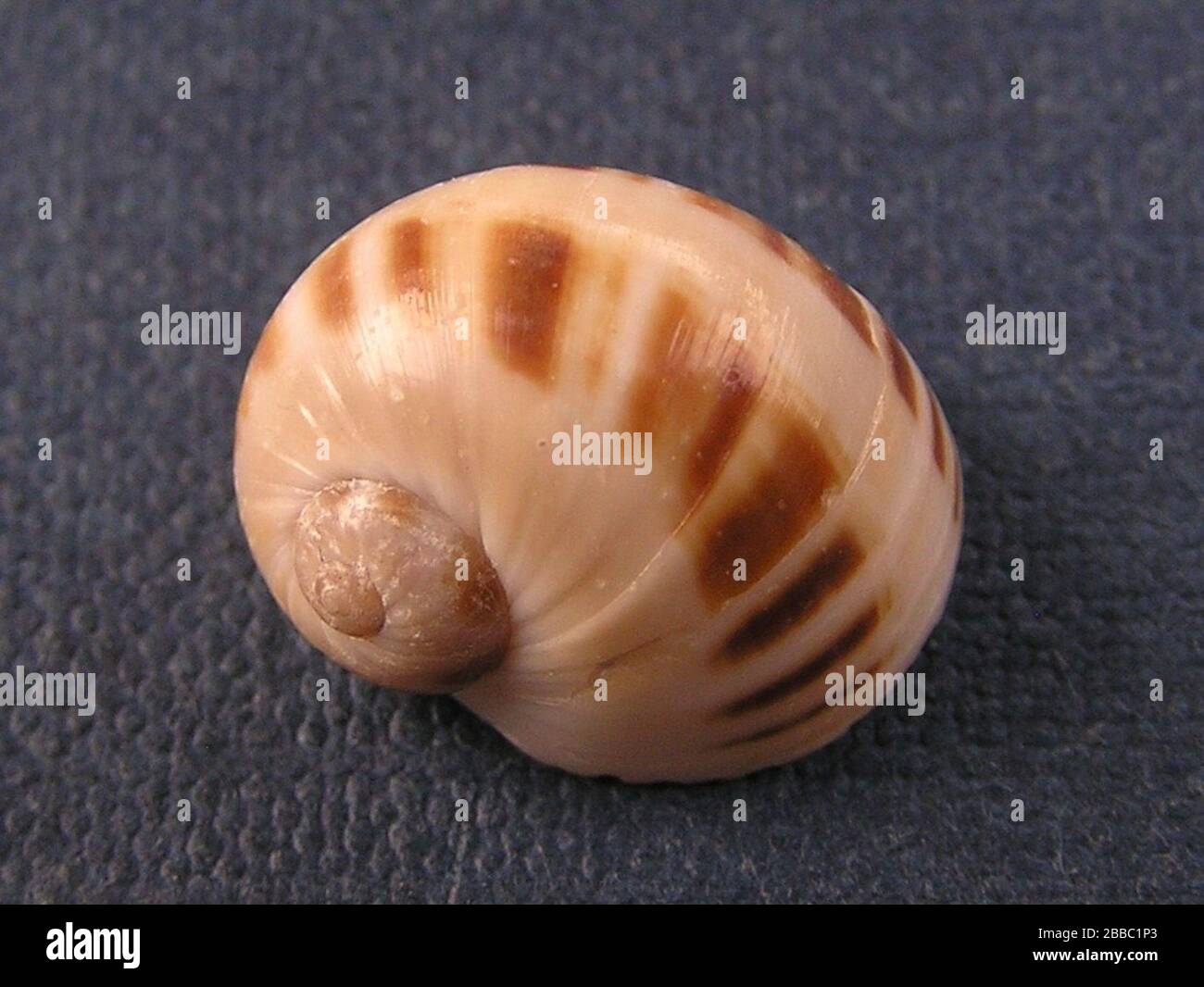 The watson family hi-res stock photography and images - Alamy