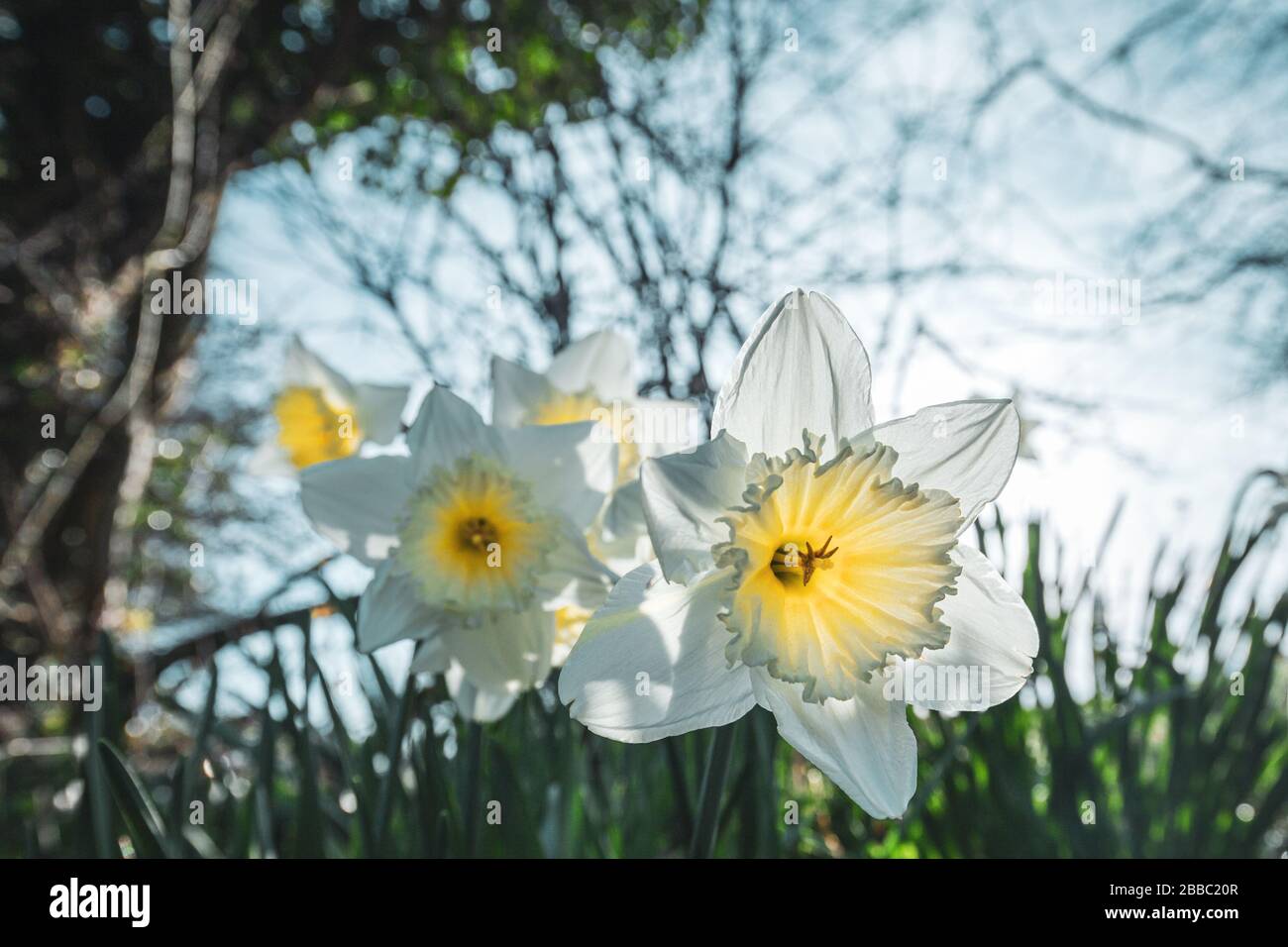Cinematic flowers hi-res stock photography and images - Alamy