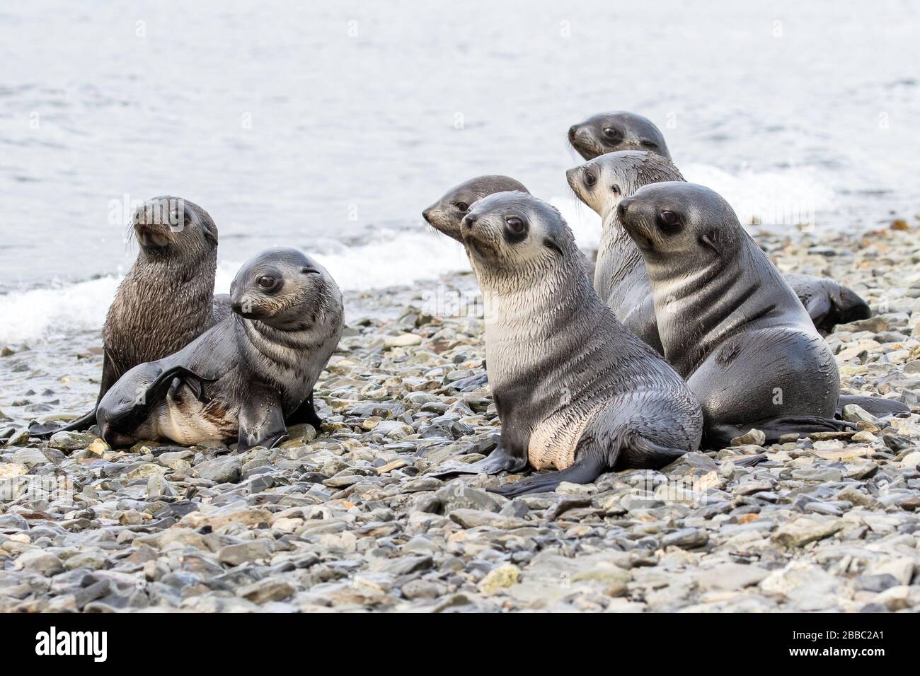 Antarctic Fur Seal Pups on rocky beach Stock Photo - Alamy