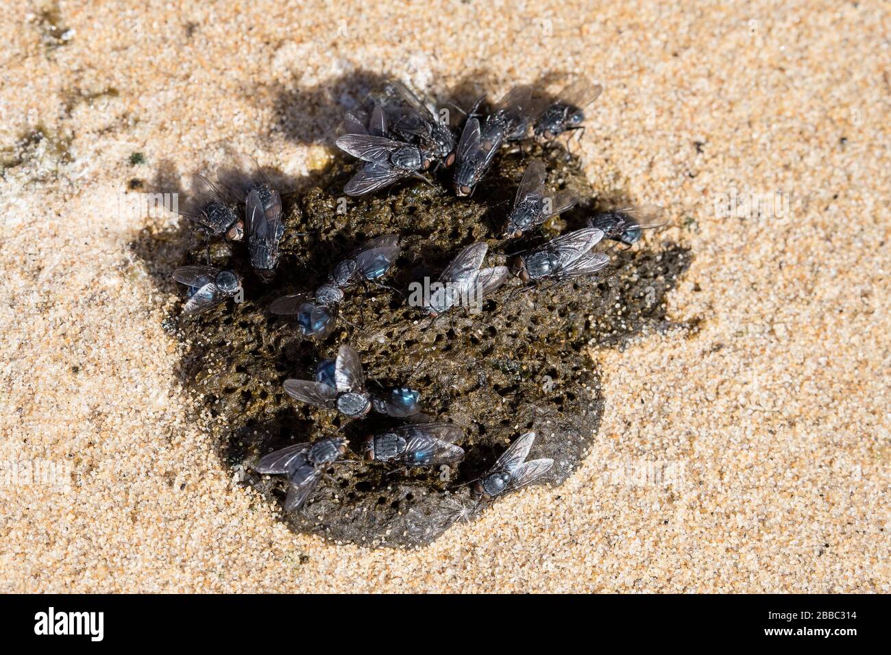 Bird Faeces High Resolution Stock Photography and Images - Alamy
