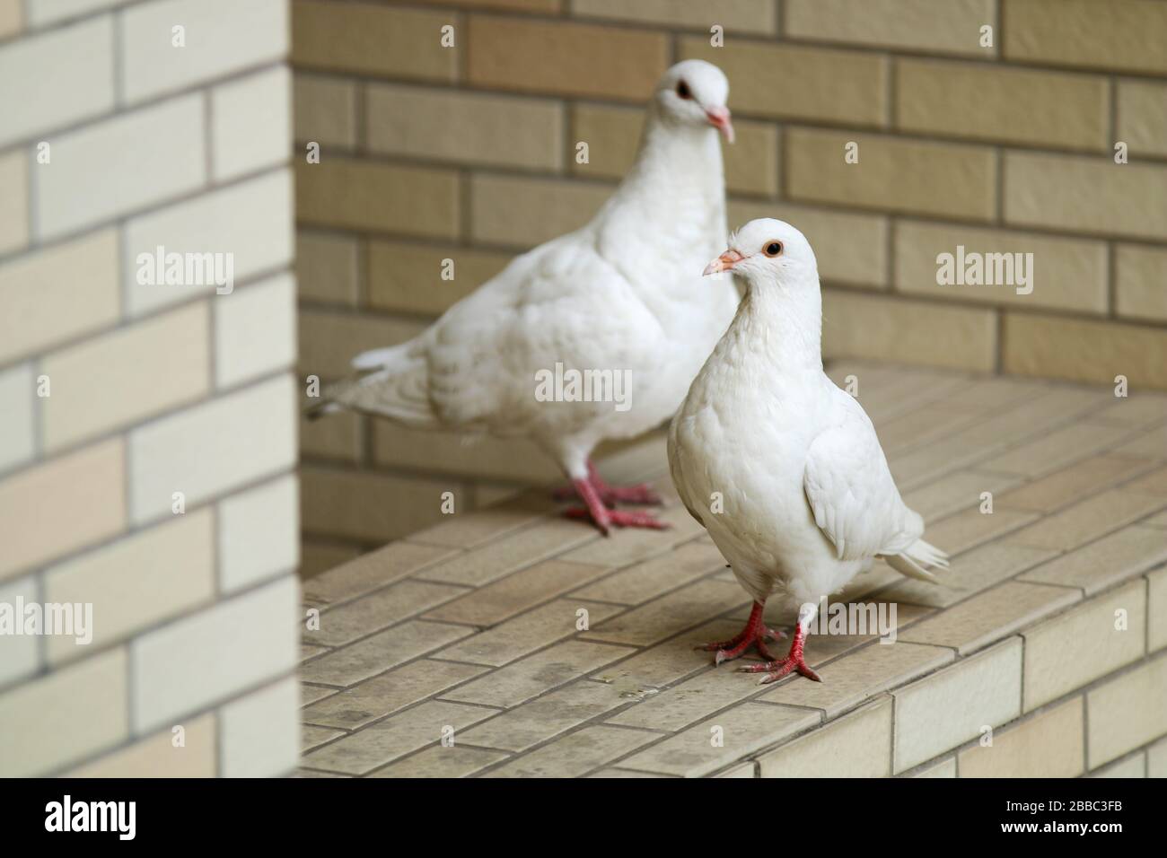 Pigeons and animals outdoors poultry hi-res stock photography and ...