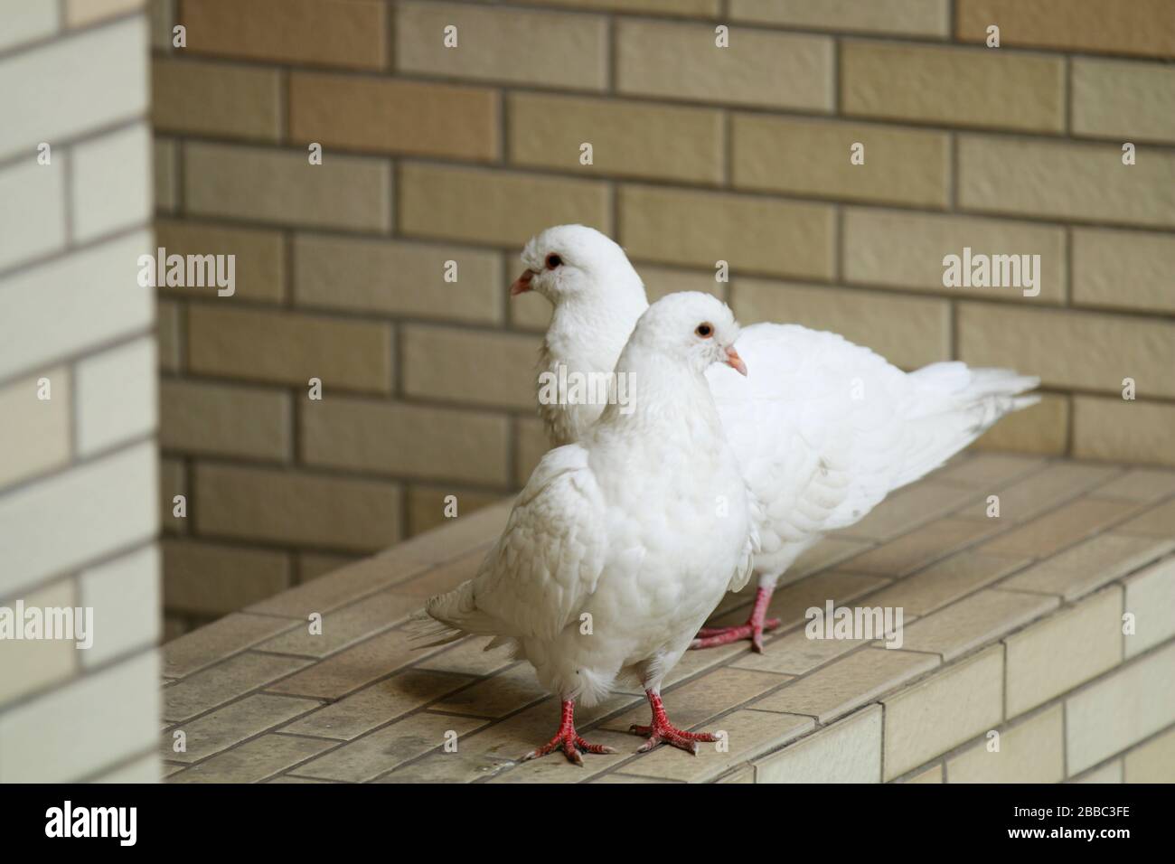 Pigeons and animals outdoors poultry hi-res stock photography and ...
