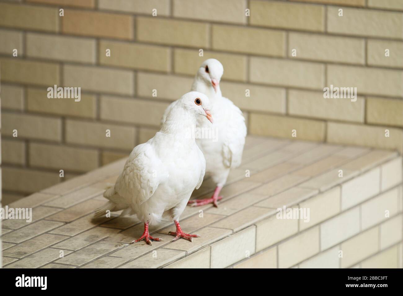 Pigeons and animals outdoors poultry hi-res stock photography and ...
