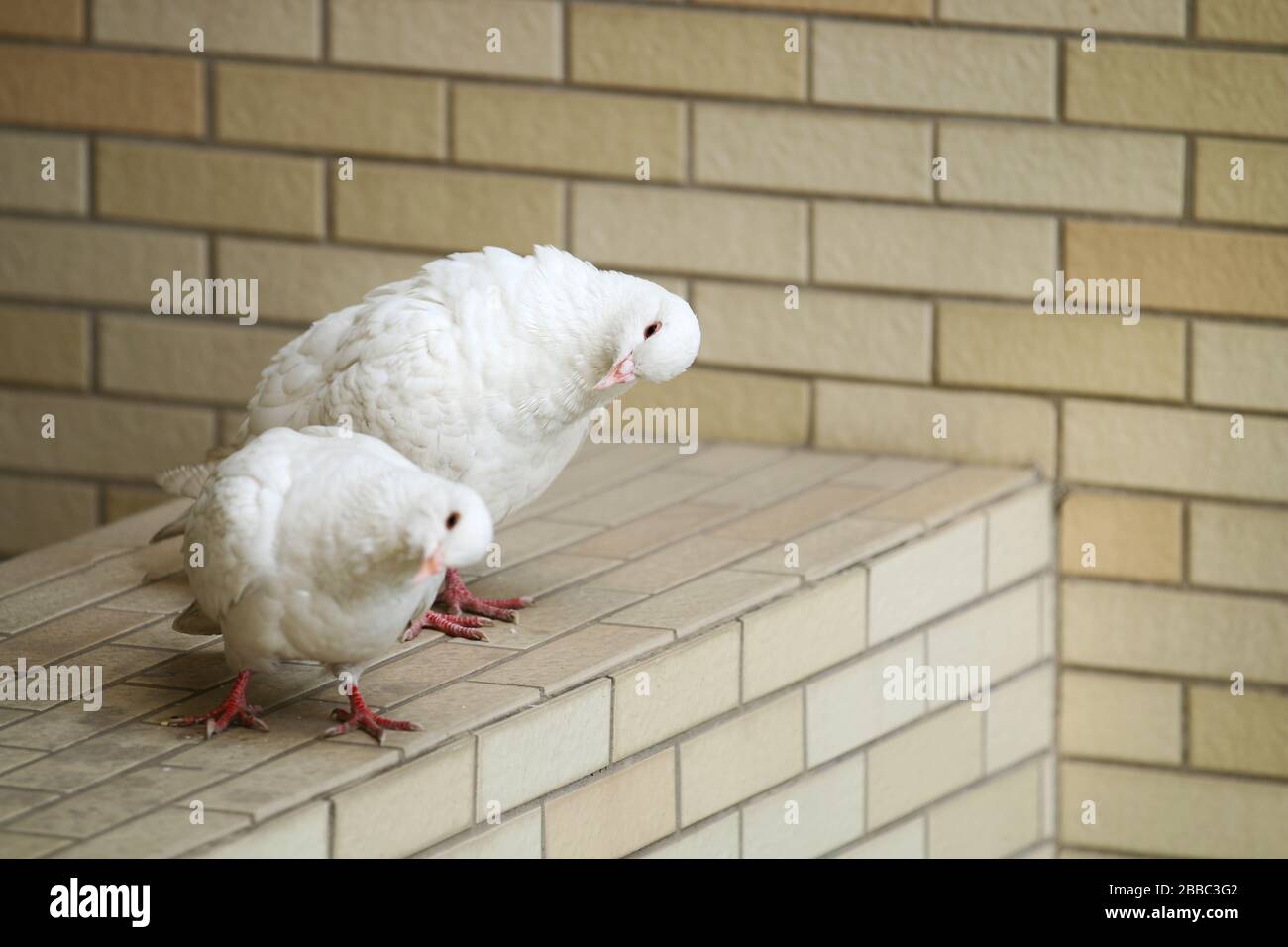 Pigeons and animals outdoors poultry hi-res stock photography and ...