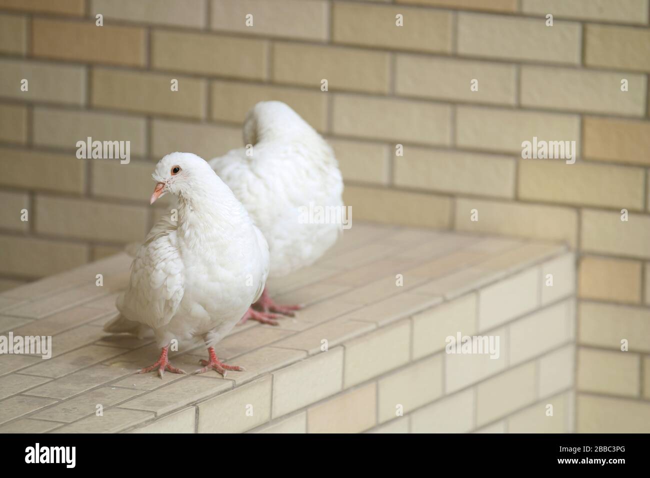 Pigeons and animals outdoors poultry hi-res stock photography and ...