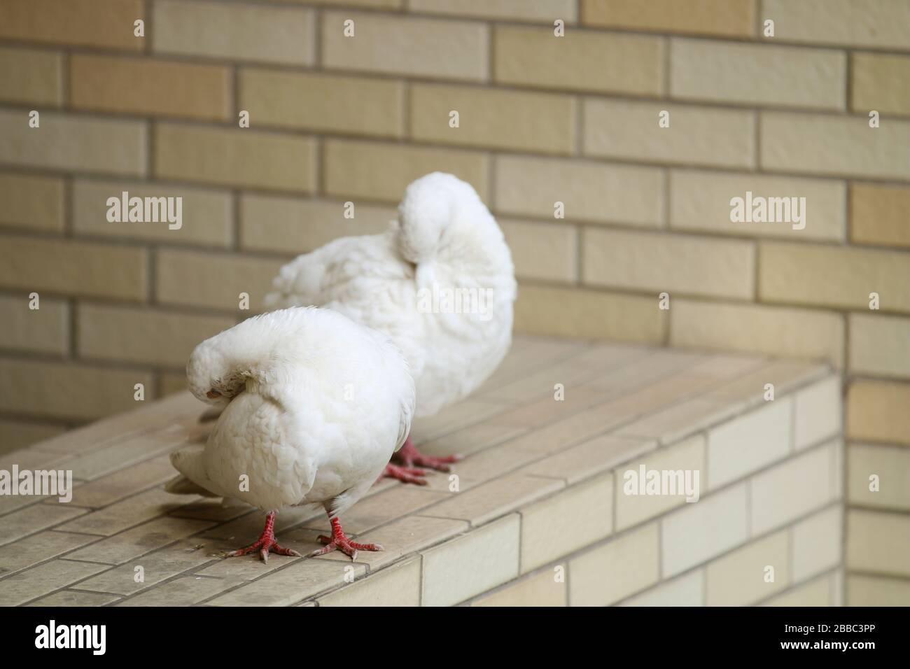 Pigeons and animals outdoors poultry hi-res stock photography and ...
