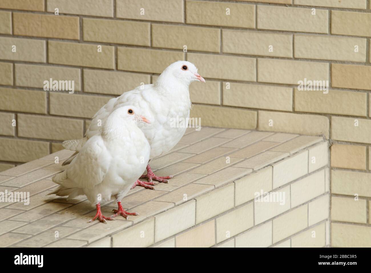 Pigeons and animals outdoors poultry hi-res stock photography and ...
