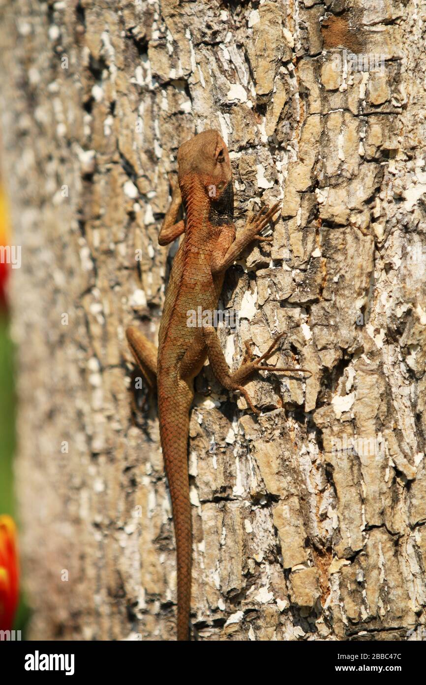 A lizard on a tree Stock Photo - Alamy