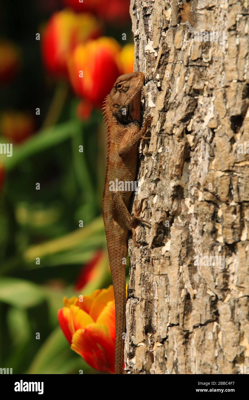 A lizard on a tree Stock Photo - Alamy