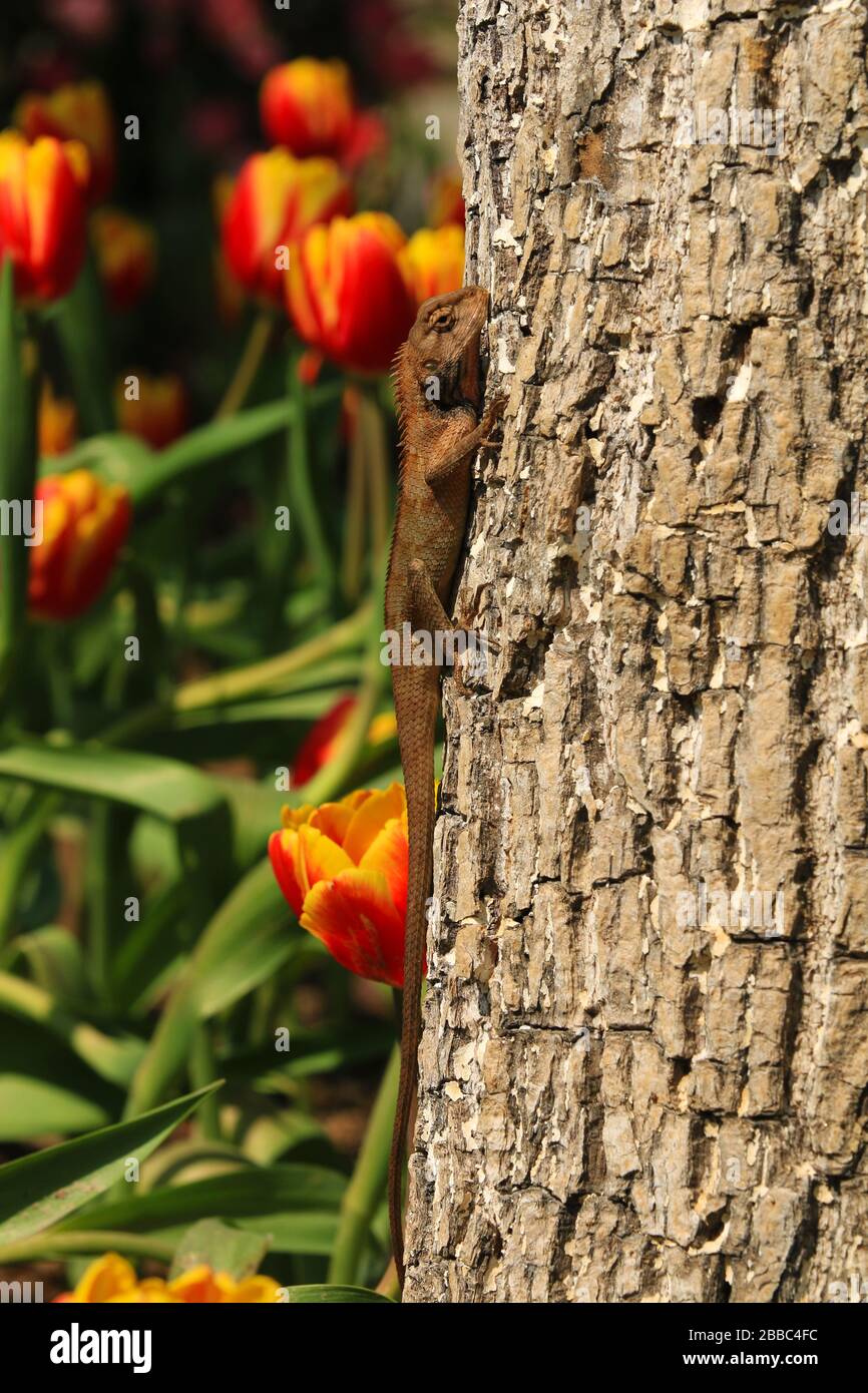 Tree Bark Texture Tulip Tree High Resolution Stock Photography and ...