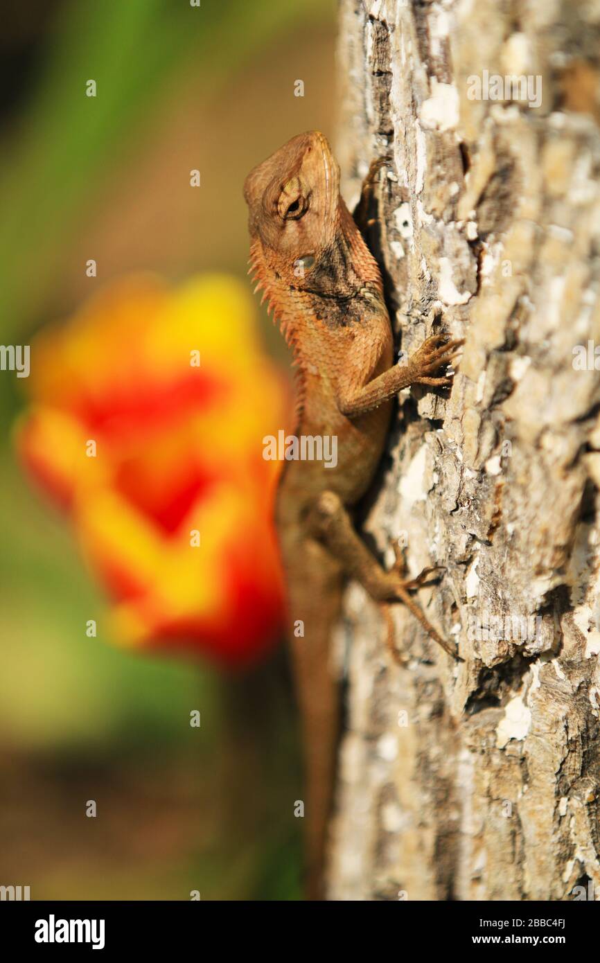 A lizard on a tree Stock Photo - Alamy