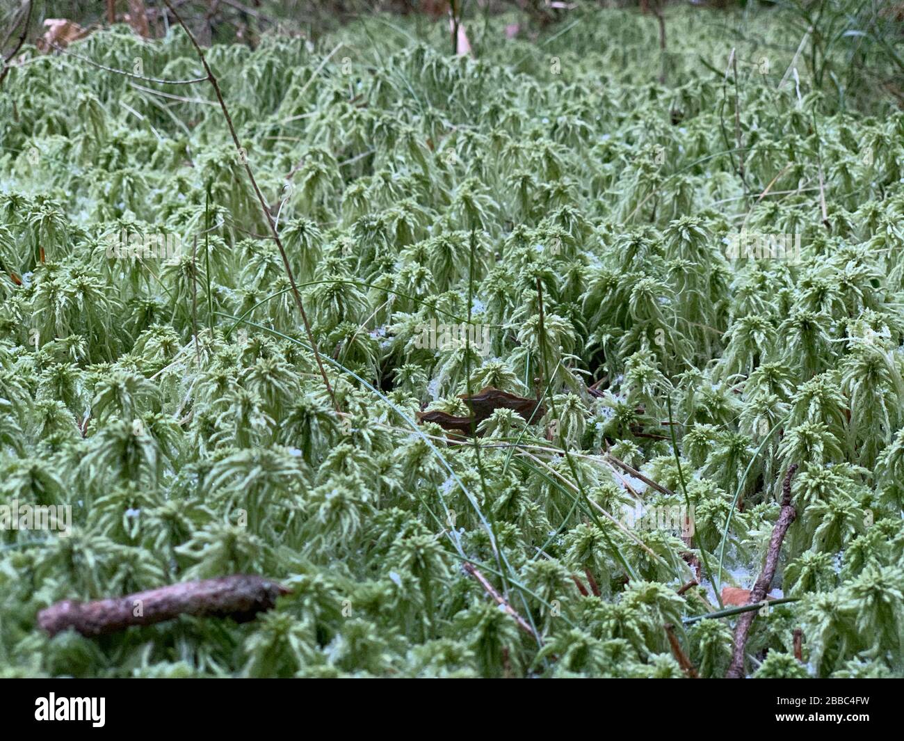 Moss ice hi-res stock photography and images - Alamy