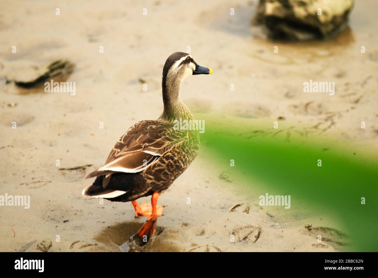 Walking in the mud hi-res stock photography and images - Alamy