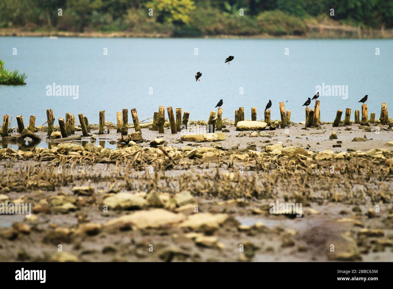 Crows flitting around the lake Stock Photo - Alamy